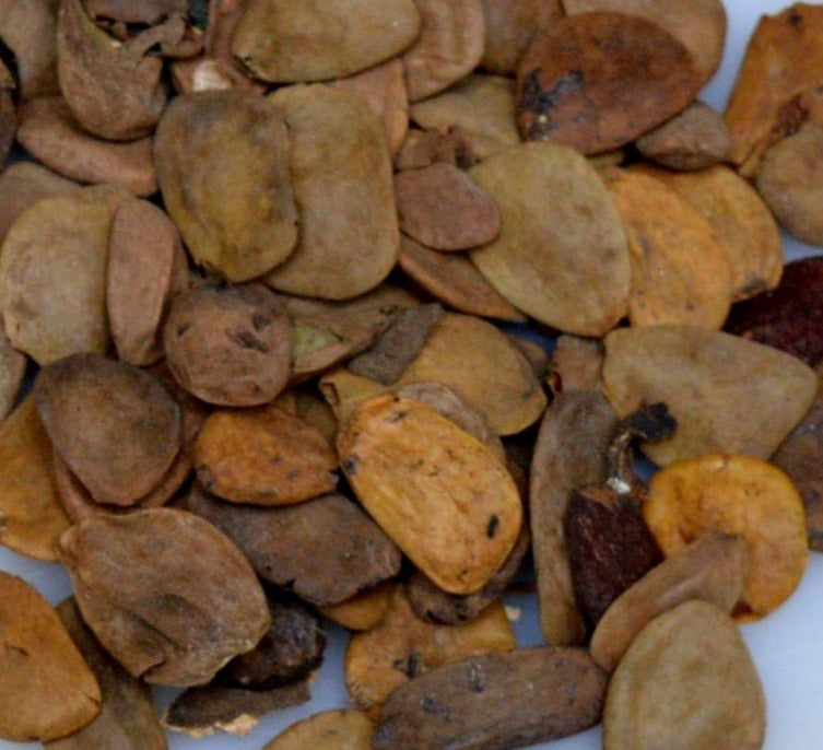 Abere Seeds - Hunteria Umbellata — Carry Go Market